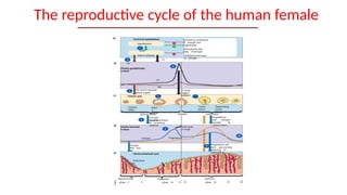 Comprehensive Overview of Animal Reproduction: Mechanisms, Anatomy, and ...