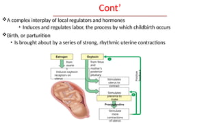 Comprehensive Overview of Animal Reproduction: Mechanisms, Anatomy, and ...