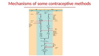 Comprehensive Overview of Animal Reproduction: Mechanisms, Anatomy, and ...