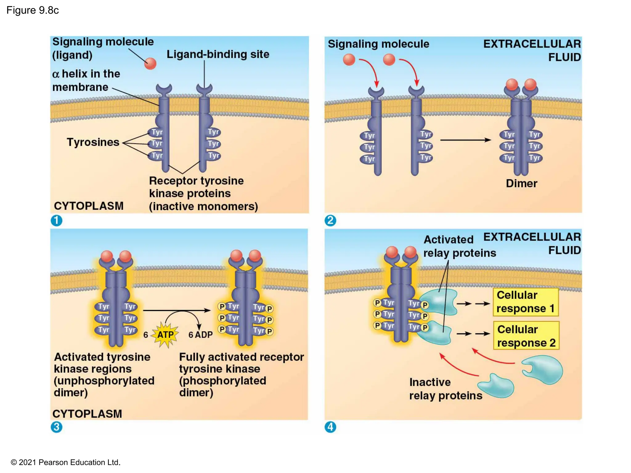 Lecture 11 - Cell signaling / cell singaling | PPT