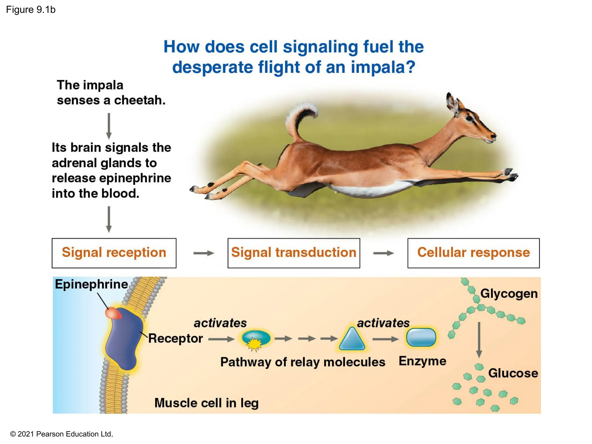 Lecture 11 - Cell signaling / cell singaling | PPT