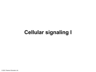 Lecture 11 - Cell signaling / cell singaling | PPT