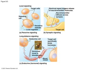 Lecture 11 - Cell signaling / cell singaling | PPT