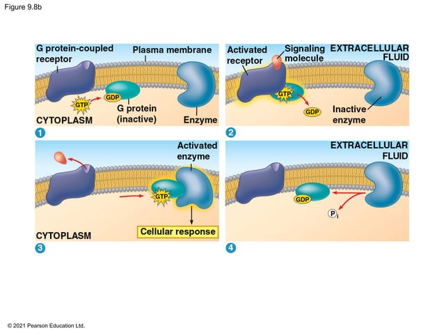 Lecture 11 - Cell signaling / cell singaling | PPT