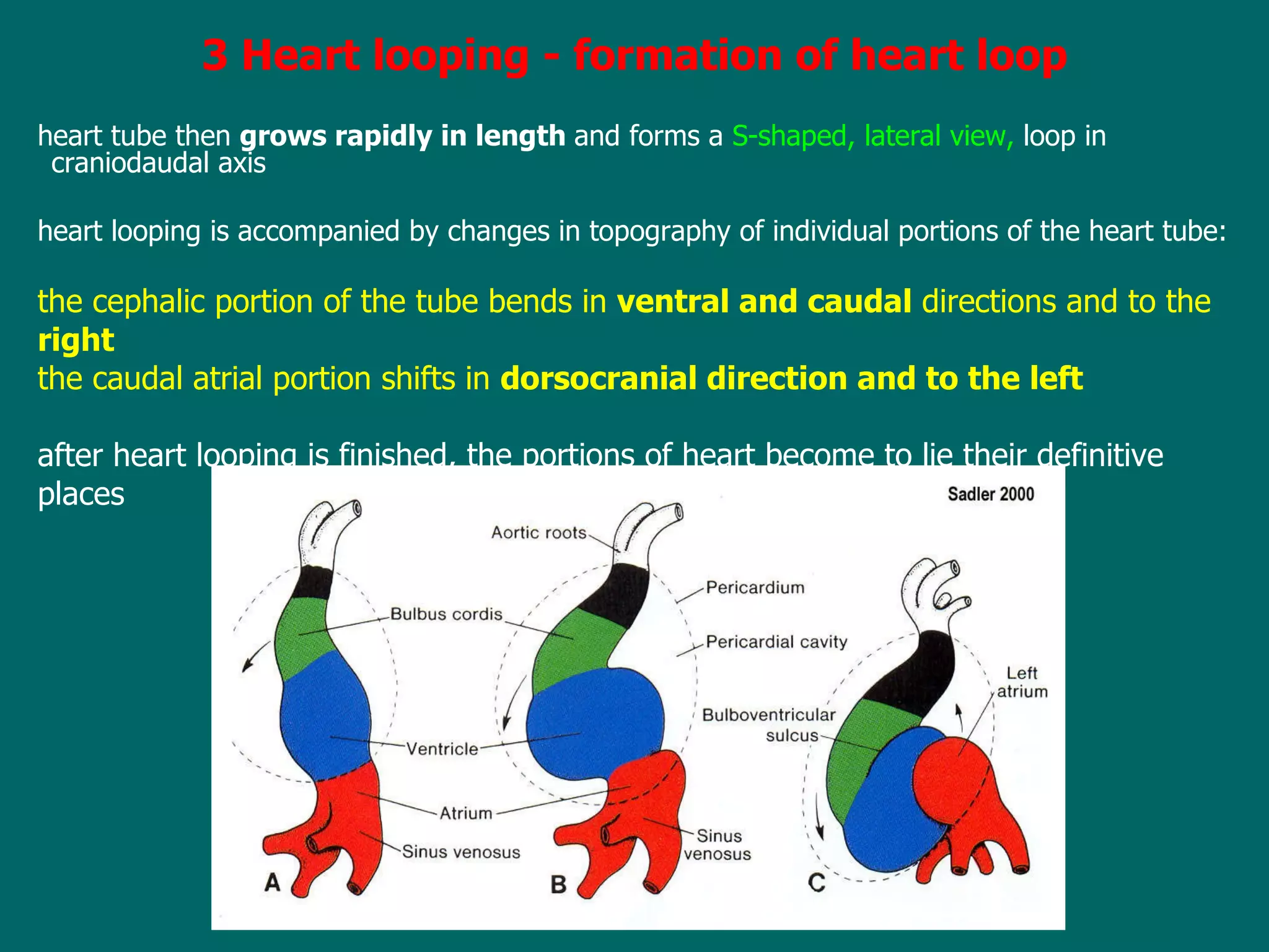 Lecture11 development of the heart and blood vessels | PPT