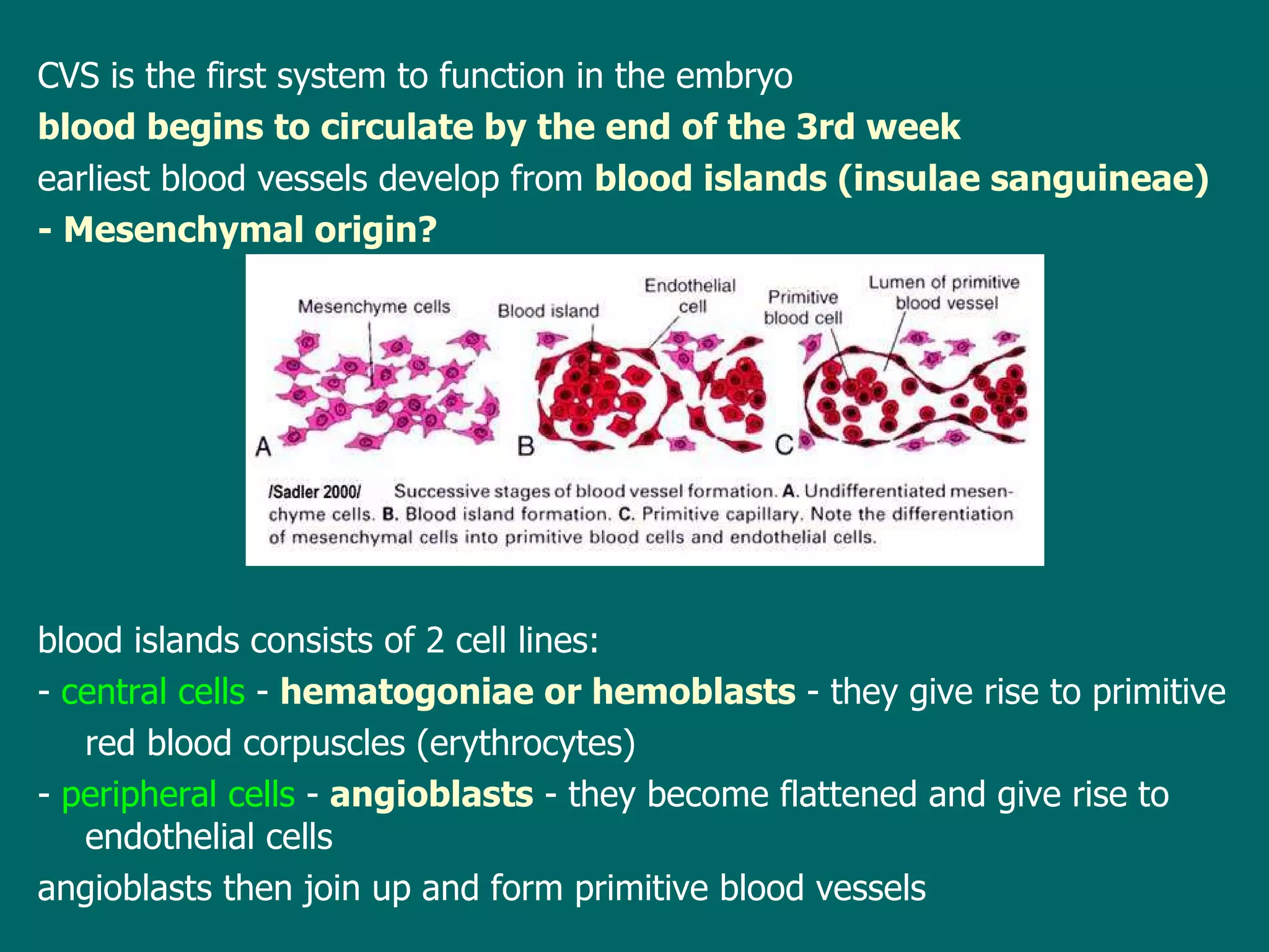 Lecture11 development of the heart and blood vessels | PPT