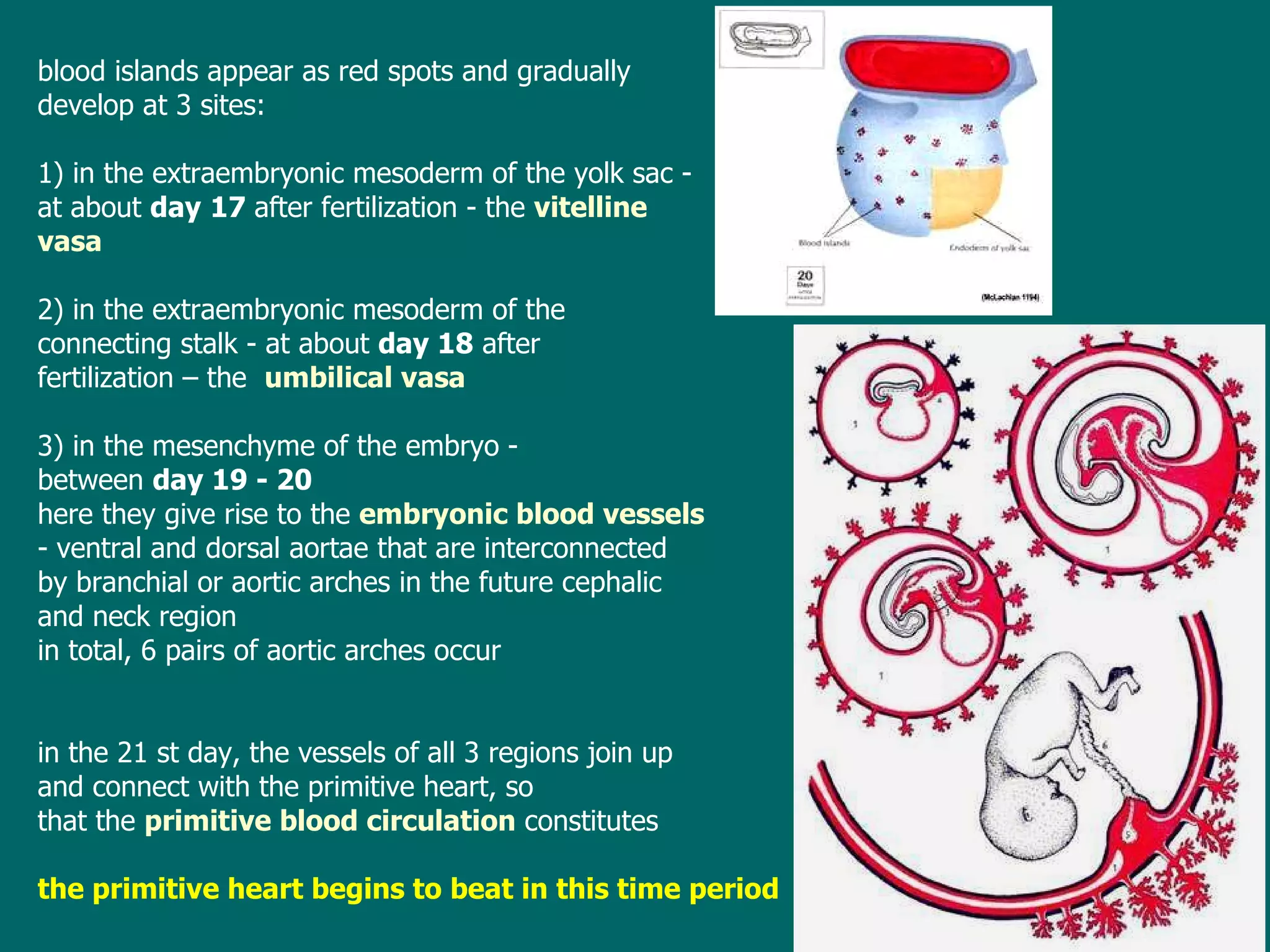 Lecture11 development of the heart and blood vessels | PPT