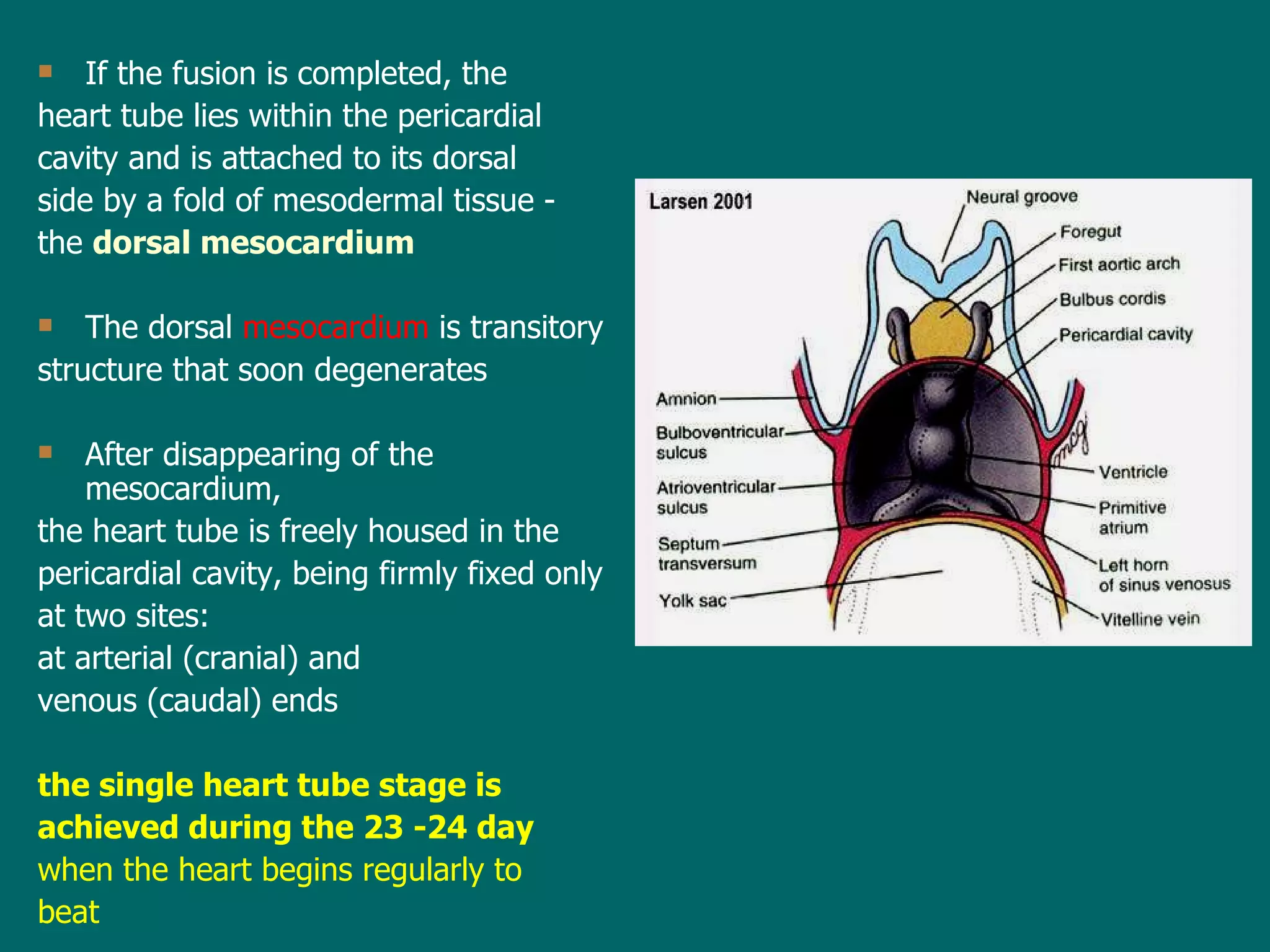 Lecture11 development of the heart and blood vessels | PPT