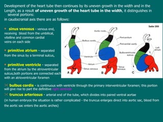 Lecture11 development of the heart and blood vessels | PPT