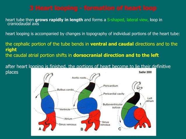 Lecture11 development of the heart and blood vessels | PPT