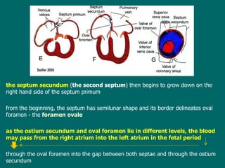 Lecture11 development of the heart and blood vessels | PPT