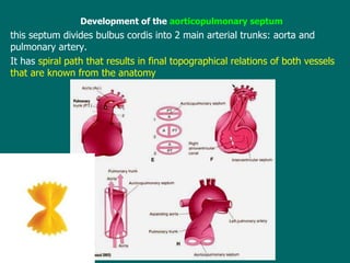 Lecture11 development of the heart and blood vessels | PPT