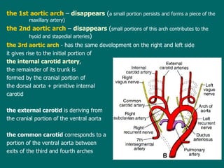 Lecture11 development of the heart and blood vessels | PPT
