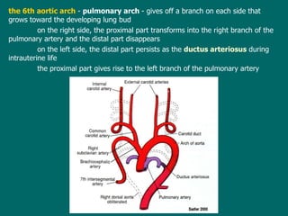 Lecture11 development of the heart and blood vessels | PPT