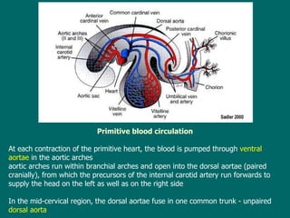 Lecture11 development of the heart and blood vessels | PPT