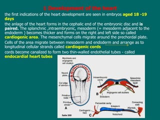 Lecture11 development of the heart and blood vessels | PPT