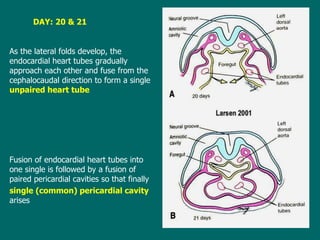 Lecture11 development of the heart and blood vessels | PPT