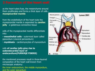 Lecture11 development of the heart and blood vessels | PPT