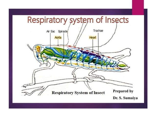 Insect respiratory system | PPTX