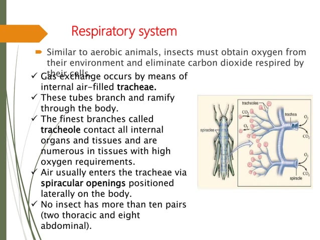 Insect respiratory system | PPTX