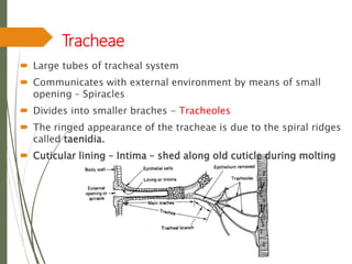 Insect respiratory system | PPTX