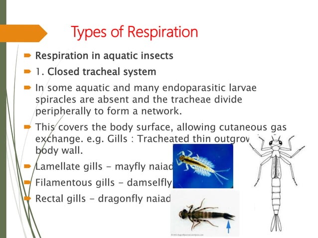 Insect respiratory system | PPTX