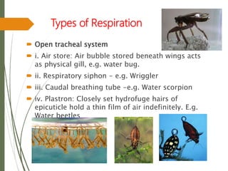 Insect respiratory system | PPTX
