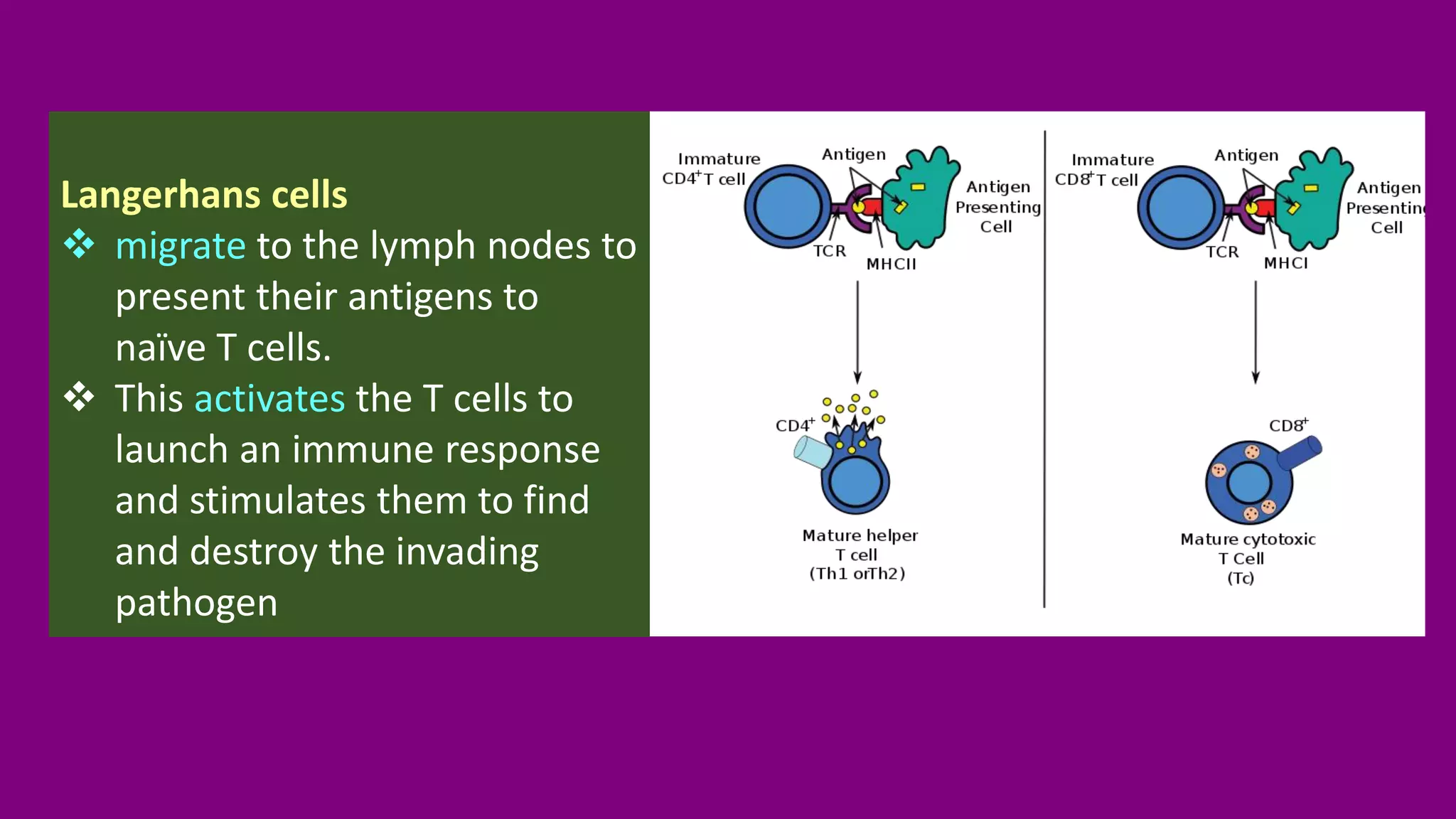 Langerhans Cell Histiocytosis (LCH).pdf
