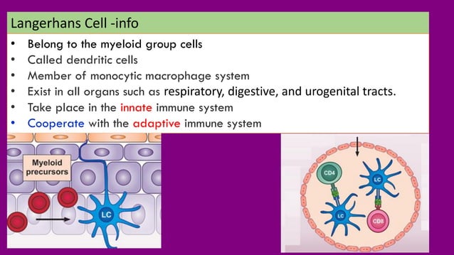 Langerhans Cell Histiocytosis (LCH).pdf | Blood Disorders | Diseases ...