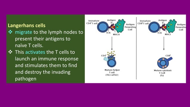Langerhans Cell Histiocytosis (LCH).pdf | Blood Disorders | Diseases ...
