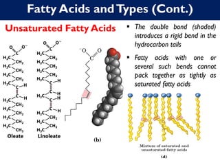 Lecture 11 - Lipids 1.pdf full introduction | PDF