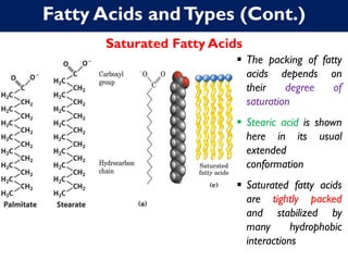Lecture 11 - Lipids 1.pdf full introduction | PDF