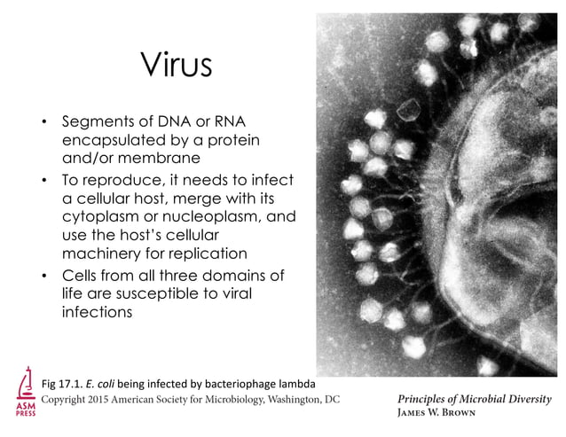 Lecture 11 (3 11-2021) acellular life | PDF | Genetics | Science
