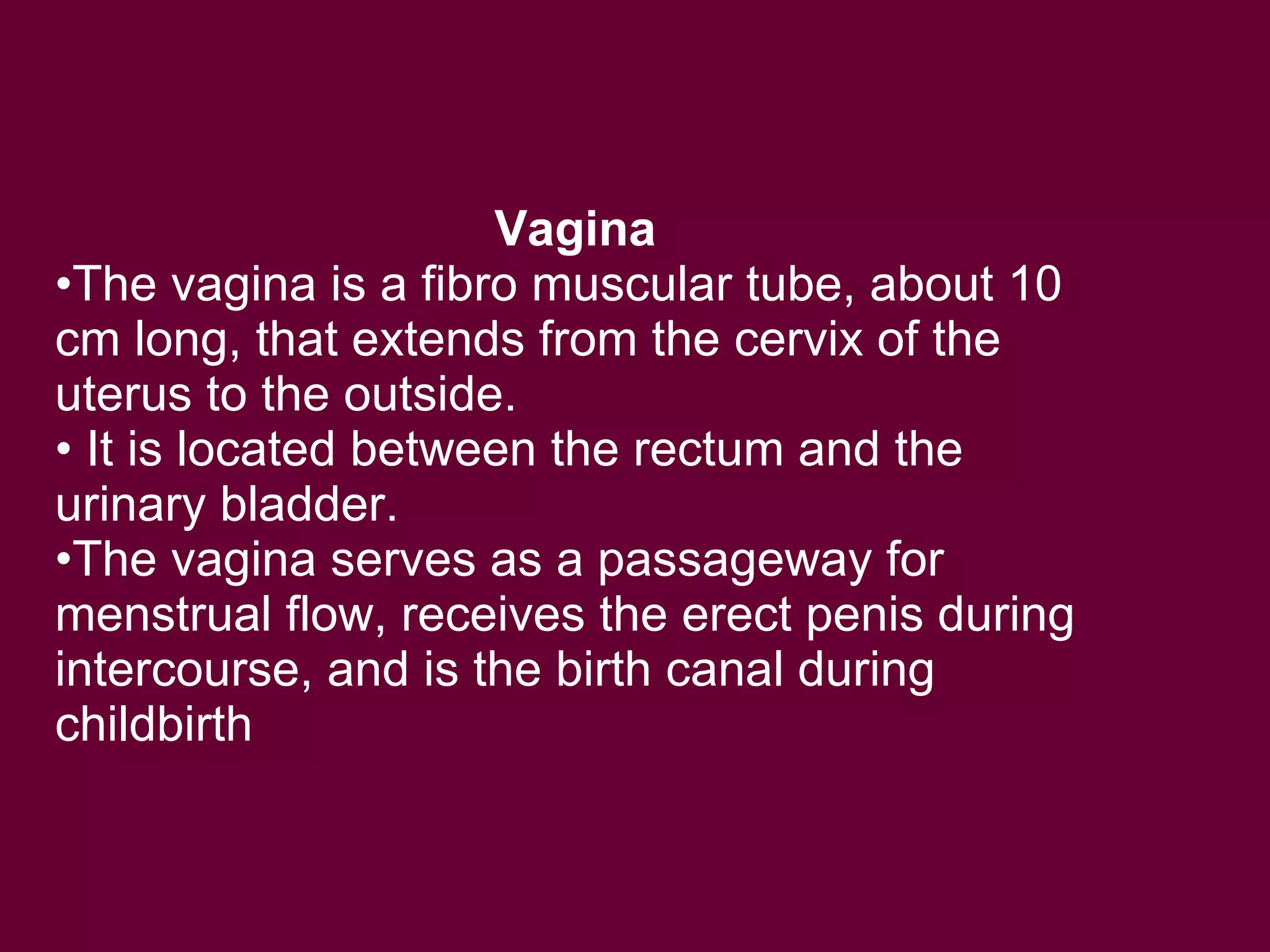 Anatomy Of Female Genital Tract | PPT