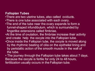 Anatomy Of Female Genital Tract | PPT