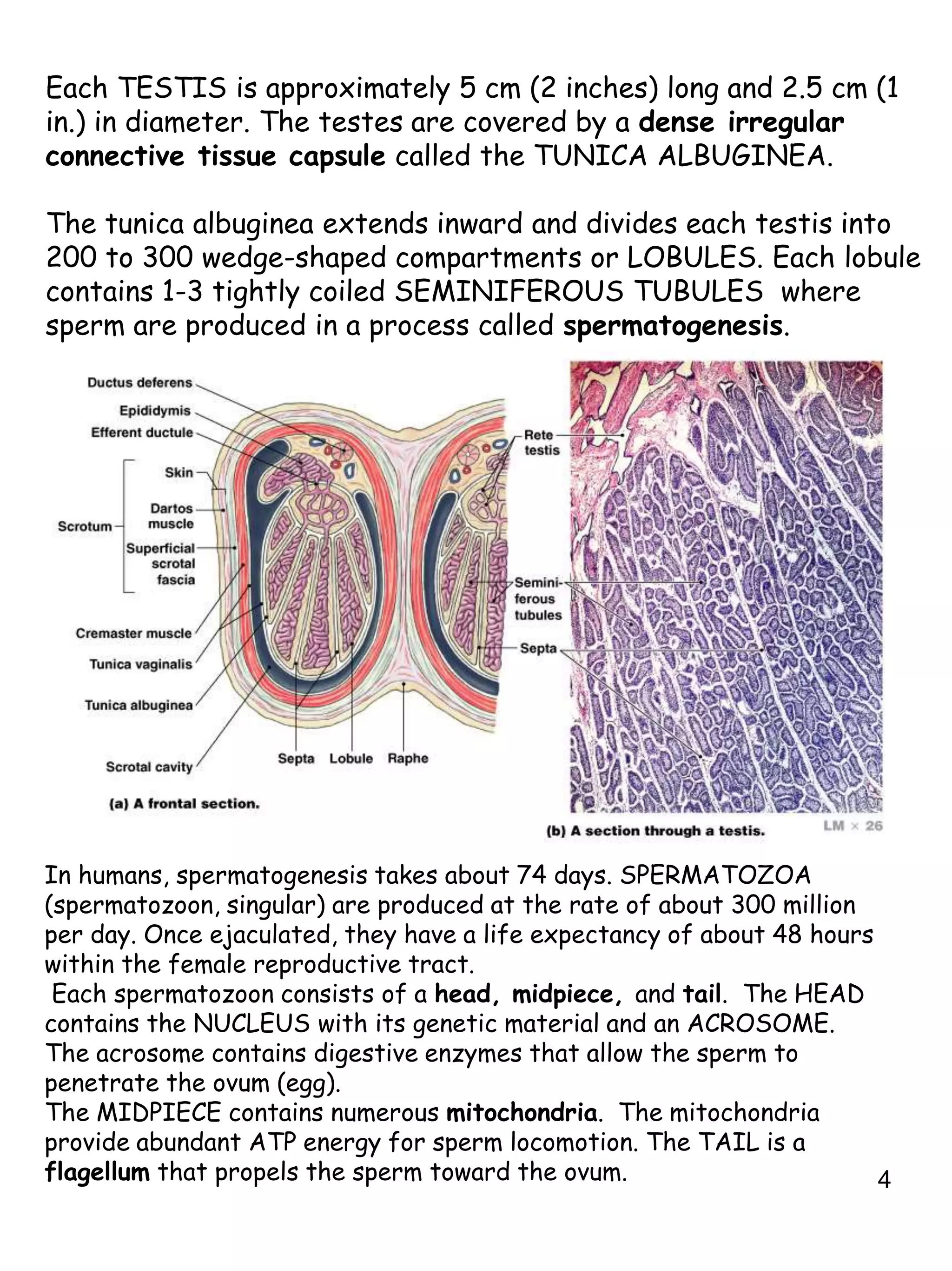 Lecture 11 and 12 reproductive system final | PPT