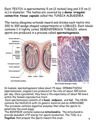 Lecture 11 and 12 reproductive system final | PPT