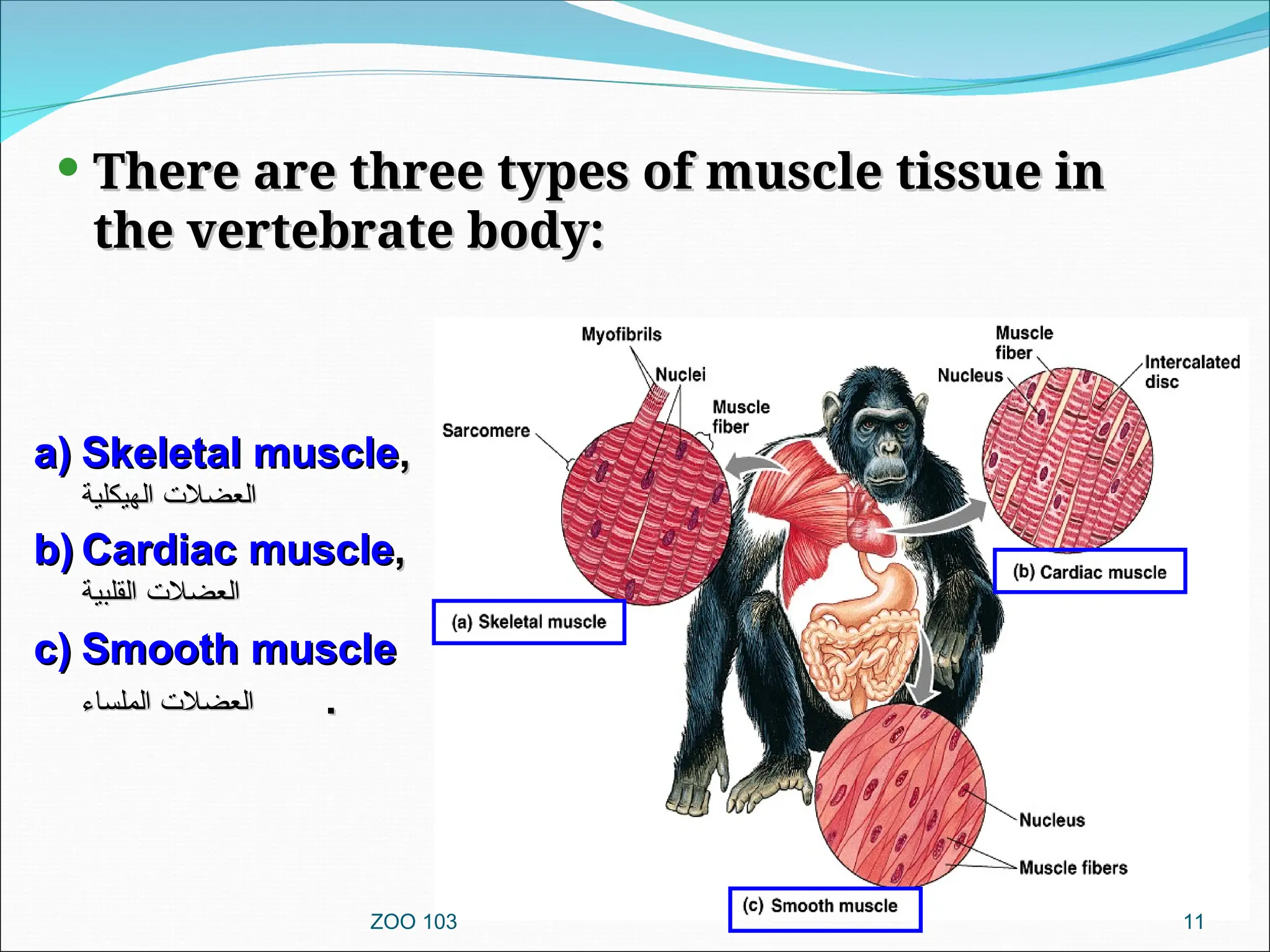 lecture_11_animal_tissues_1.ppt animal ti | PPT