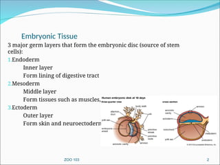 lecture_11_animal_tissues_1.ppt animal ti | PPT