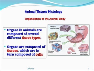 lecture_11_animal_tissues_1.ppt animal ti | PPT