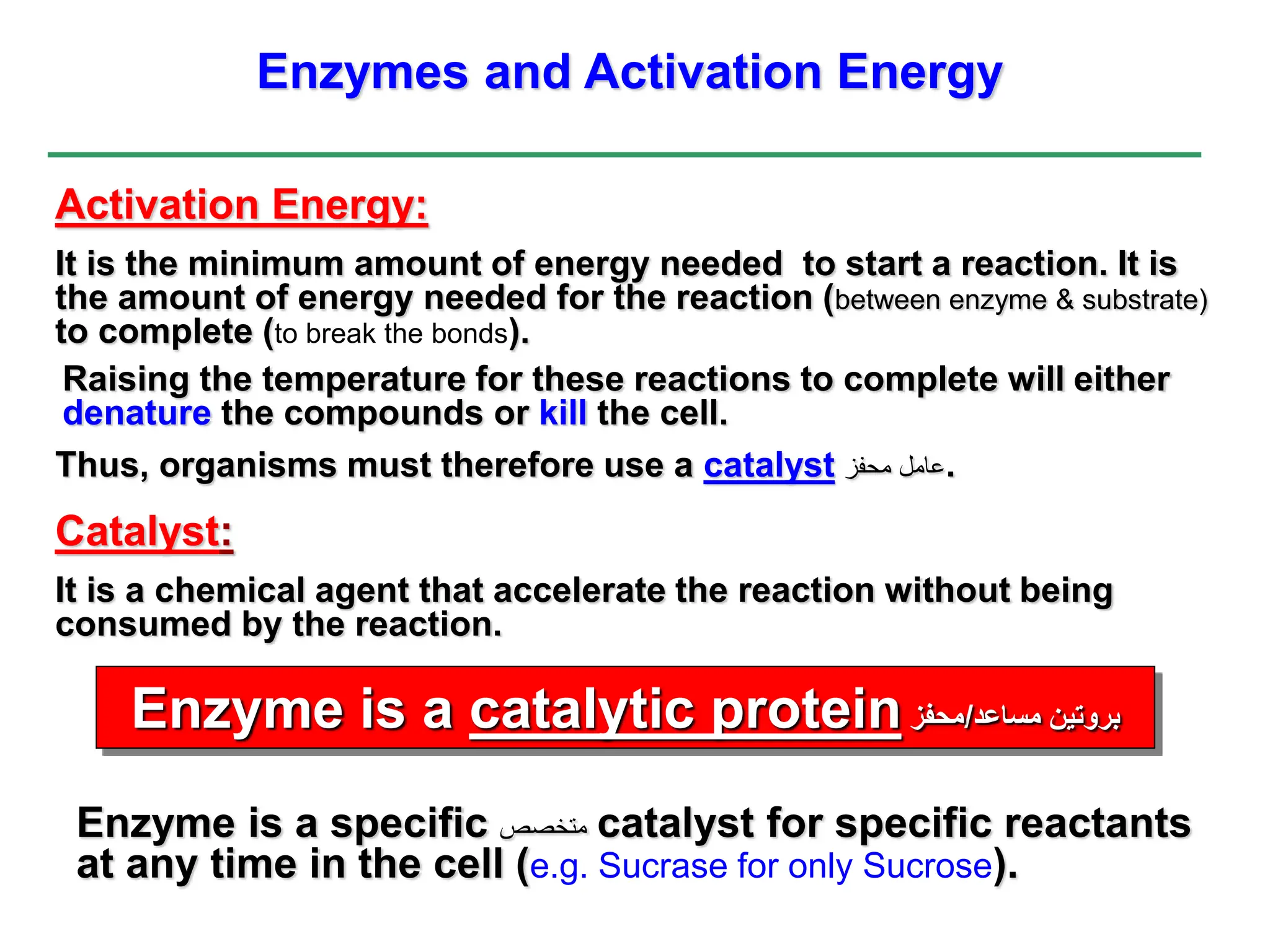 lecture_11_an_introduction_to_metabolism.ppt | Free Download