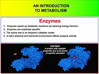 lecture_11_an_introduction_to_metabolism.ppt | Free Download