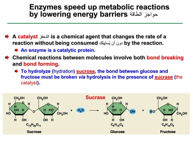 lecture_11_an_introduction_to_metabolism.ppt | Free Download