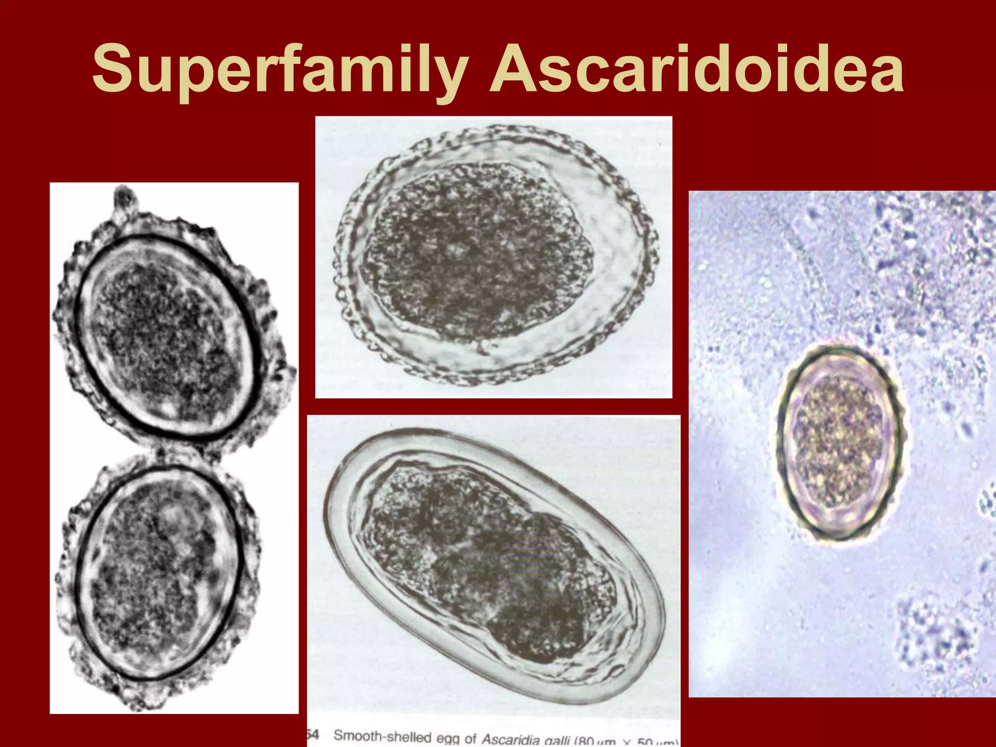 Lecture 11,ascaridida, parascaris, hetarakis | PPT
