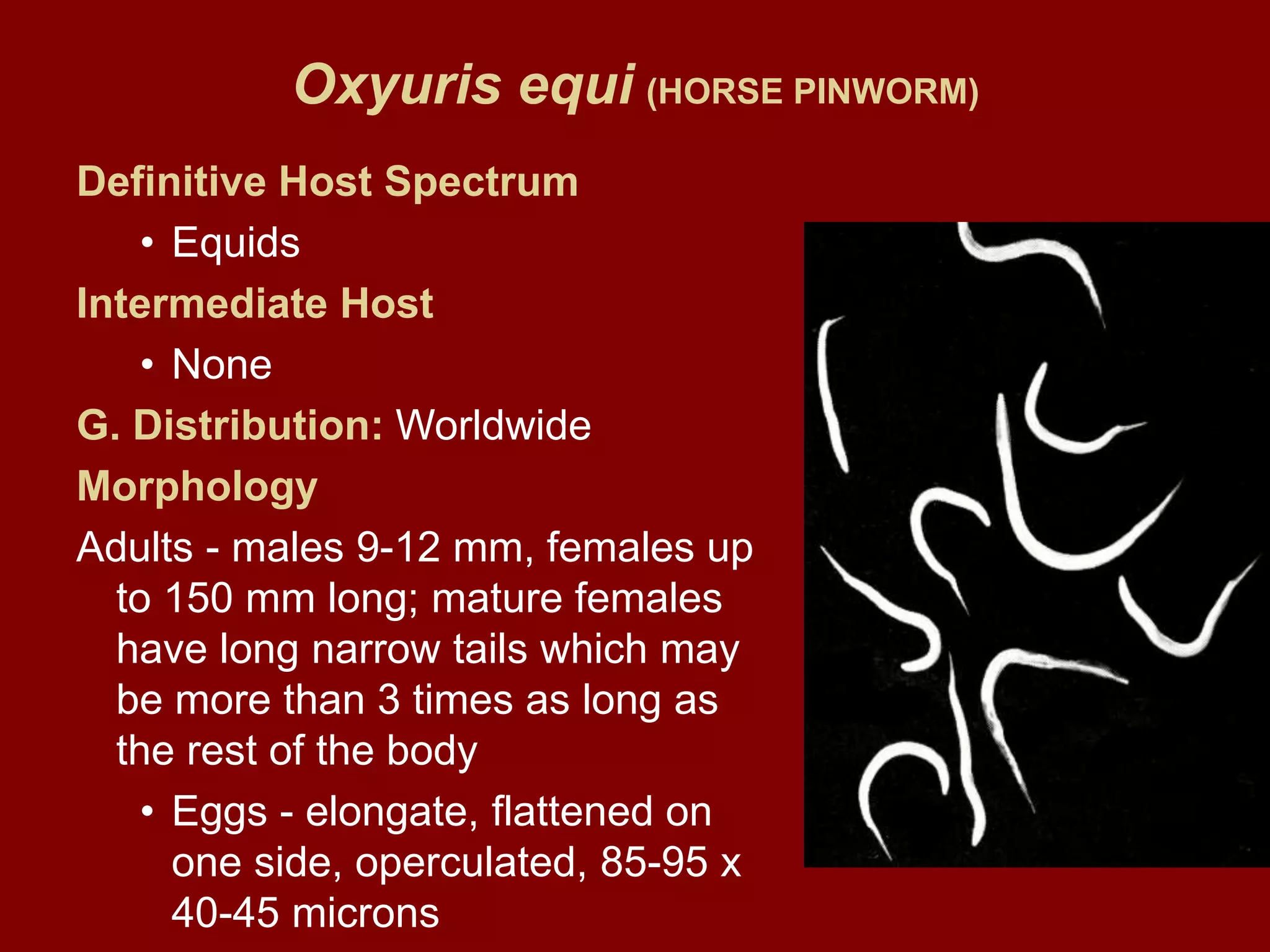 Lecture 11,ascaridida, parascaris, hetarakis | PPT