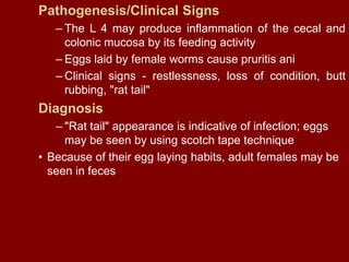 Lecture 11,ascaridida, parascaris, hetarakis | PPT