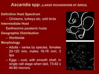 Lecture 11,ascaridida, parascaris, hetarakis | PPT