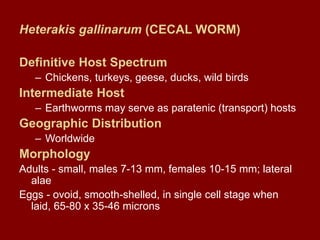 Lecture 11,ascaridida, parascaris, hetarakis | PPT