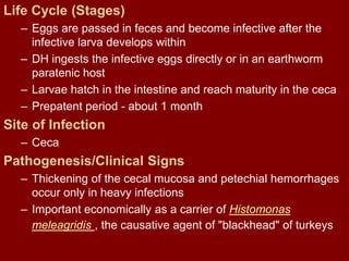 Lecture 11,ascaridida, parascaris, hetarakis | PPT