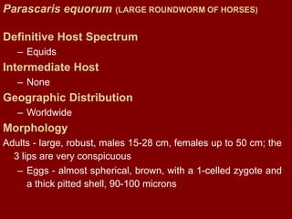 Lecture 11,ascaridida, parascaris, hetarakis | PPT